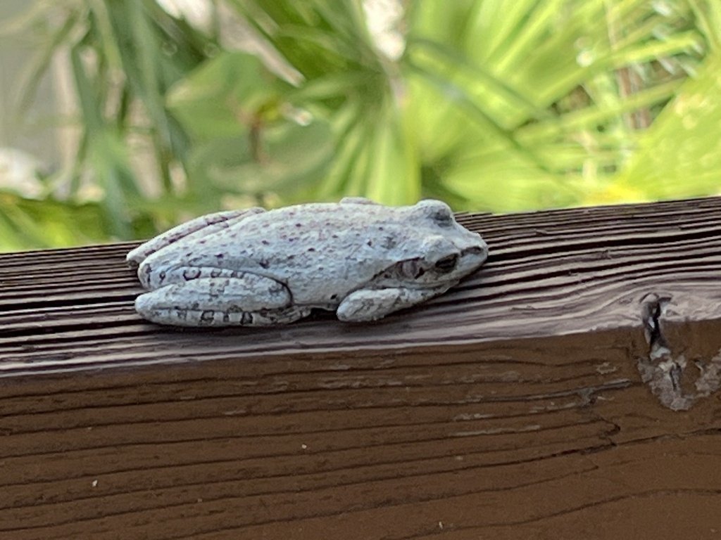 Cuban Tree Frog from Sanibel Island, Sanibel, FL, US on February 11 ...