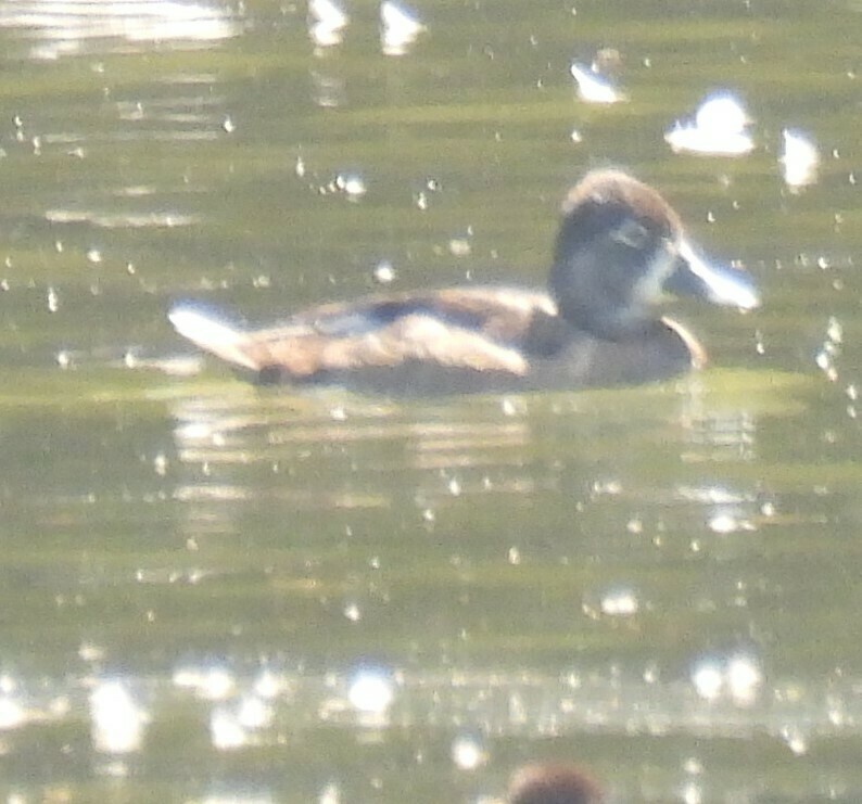 Ring-necked Duck from Catemaco, Ver., México on February 10, 2024 at 01 ...
