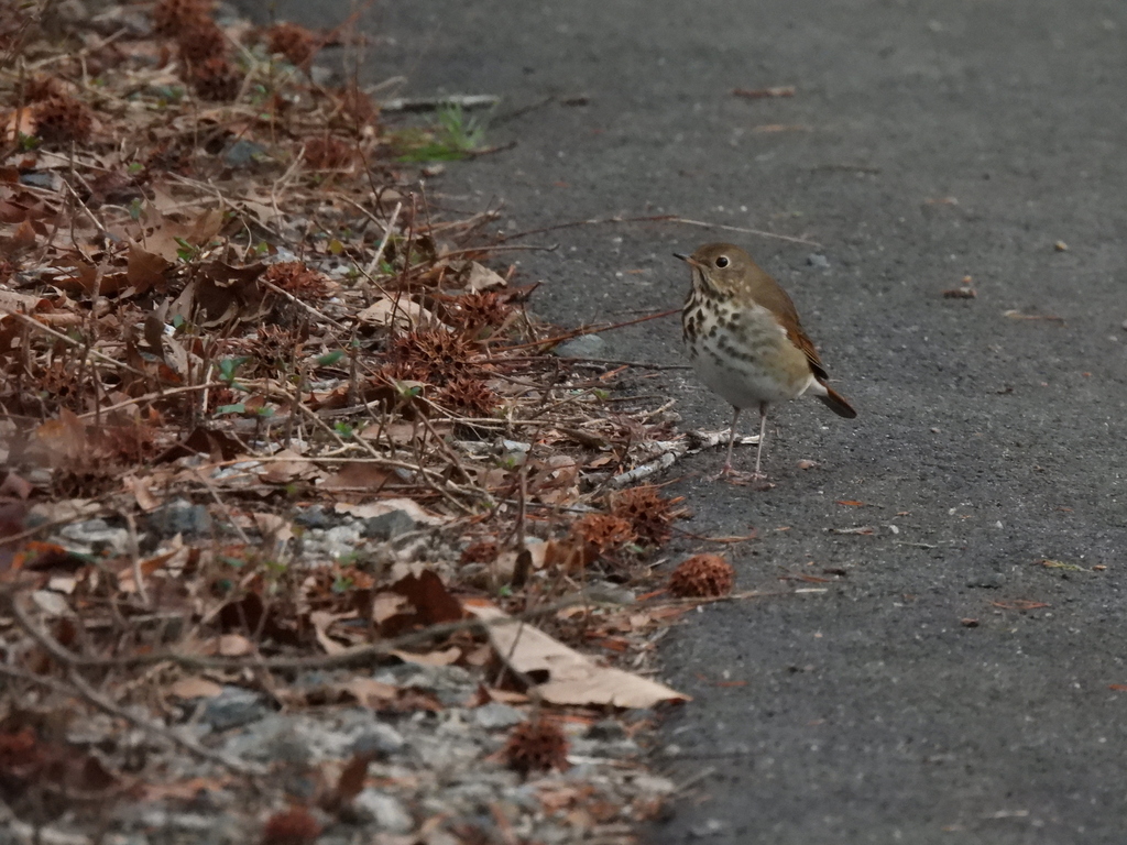 Hermit Thrush from Groveton, VA, USA on February 3, 2024 at 05:40 PM by ...