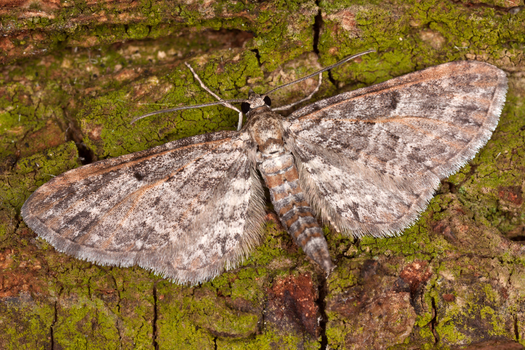 Shaded Pug from 82488 Ettaler Forst, Deutschland on June 14, 2013 at 04 ...