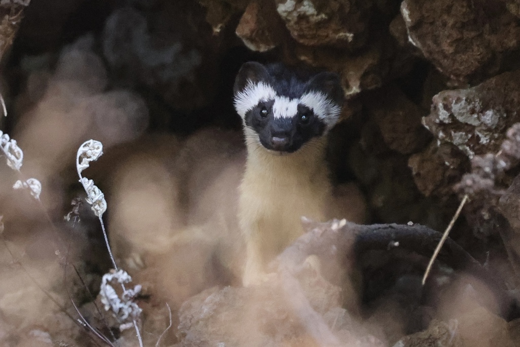 Bridled Long-tailed Weasel from Tepoztlán, Morelos, Mexico on February ...