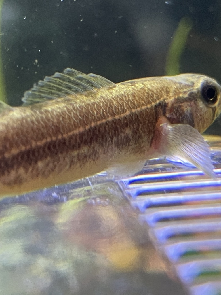 Goldstripe Darter in February 2024 by rcraft. There’s no way this could ...