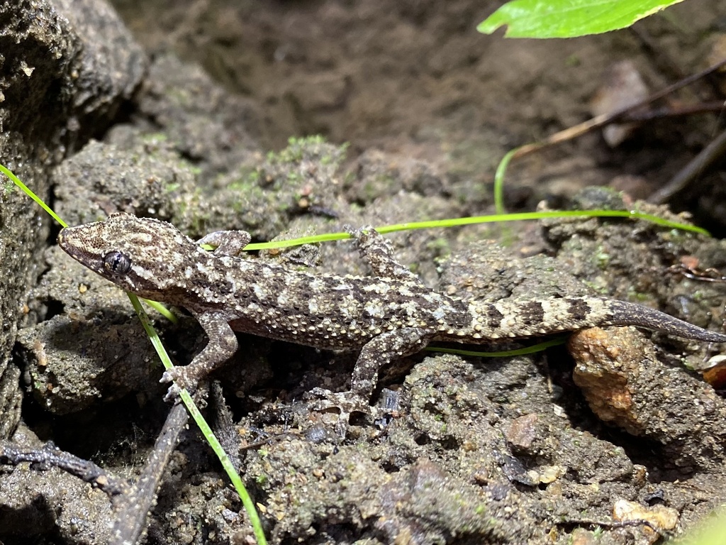 Country Leaf-toed Gecko from Redenção, CE, BR on May 6, 2022 at 10:07 ...