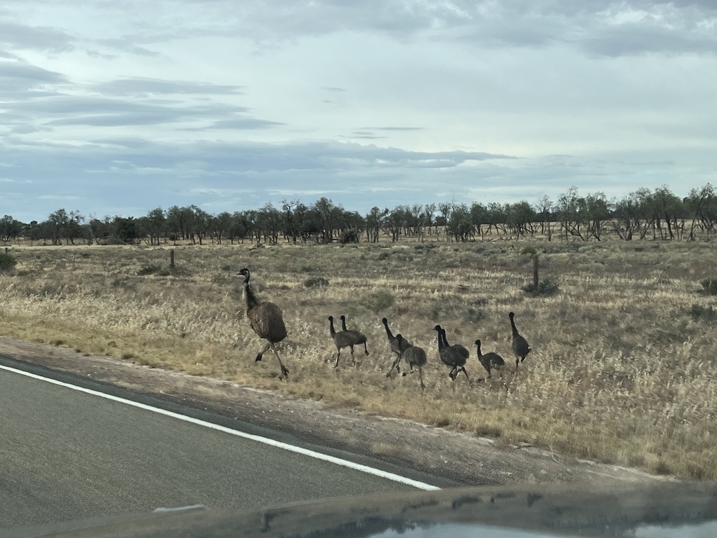 Emu from Rm Williams Way, Eurelia, SA, AU on November 16, 2023 at 07:54 ...