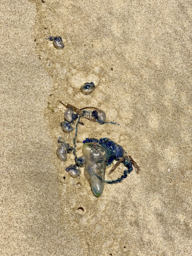 Hydroidolina from Surfers Paradise Beach, Surfers Paradise, QLD, AU on ...