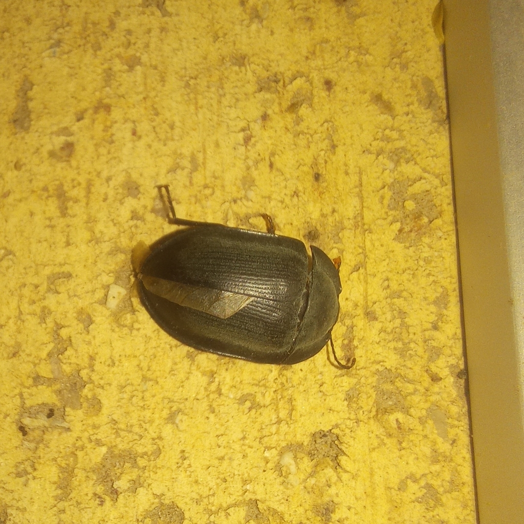 Pie-dish Beetles from Hyden WA 6359, Australia on February 11, 2024 at ...