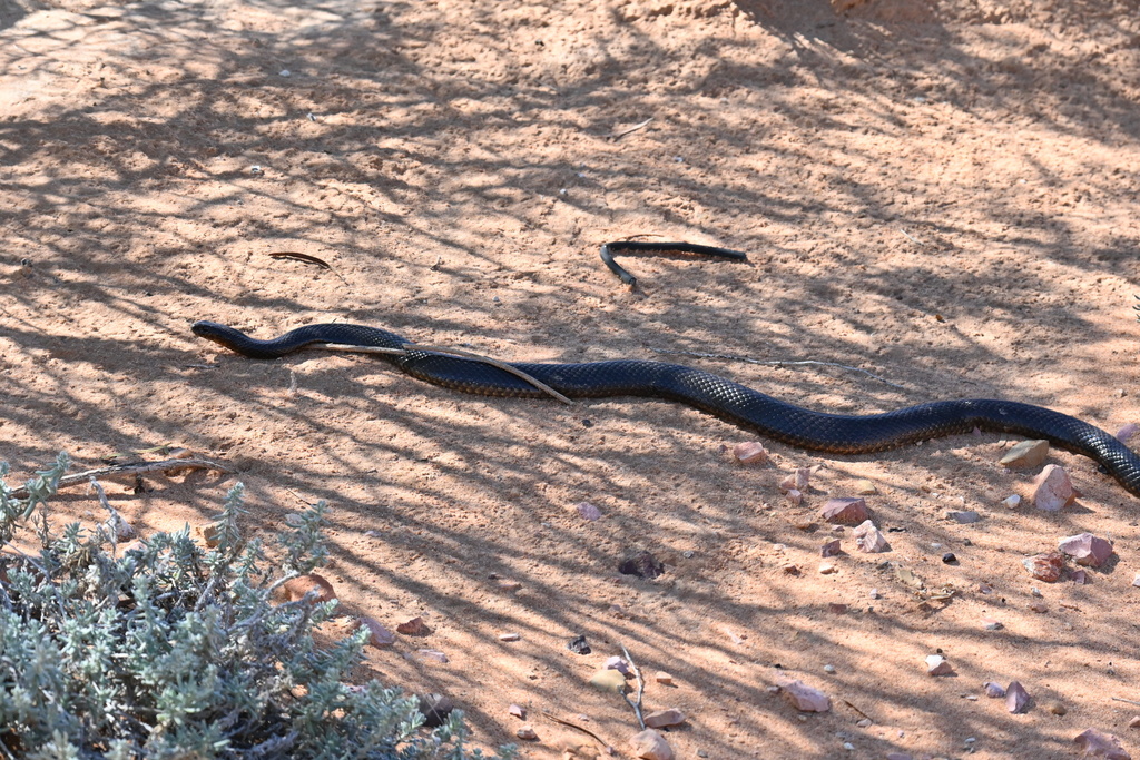 Ingram's Brown Snake from Bedourie, QLD, AU on April 25, 2023 at 11:36 ...