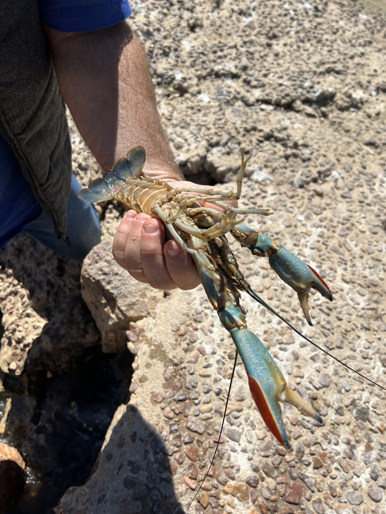 Australian red claw crayfish from Herbert St, Bedourie, QLD, AU on May ...