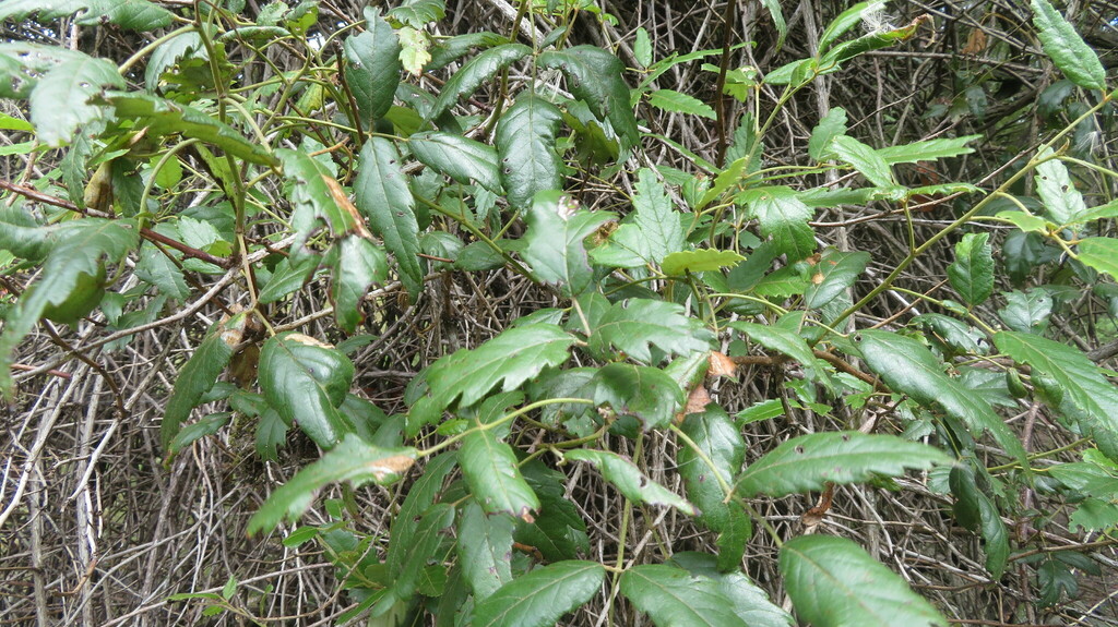 Rubus schmidelioides schmidelioides from Mauriceville, New Zealand on ...