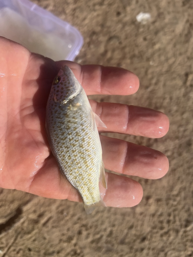 Spangled Perch from Bedourie QLD 4829, Australia on May 28, 2023 at 03: ...