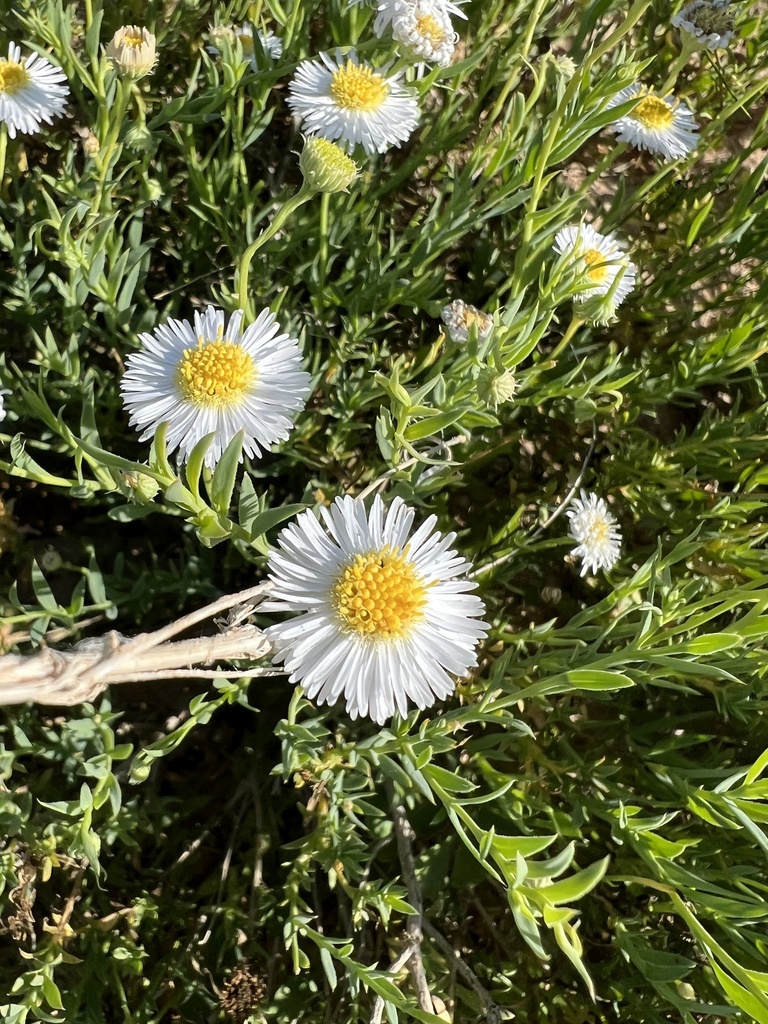 Common White Sunray from Bedourie QLD 4829, Australia on June 26, 2023 ...