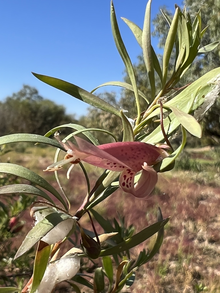 spotted emu bush from Bedourie QLD 4829, Australia on June 26, 2023 at ...