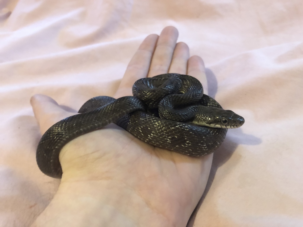 Eastern Ratsnake from 1124 Squires Rd, Mebane, NC, US on November 21 ...
