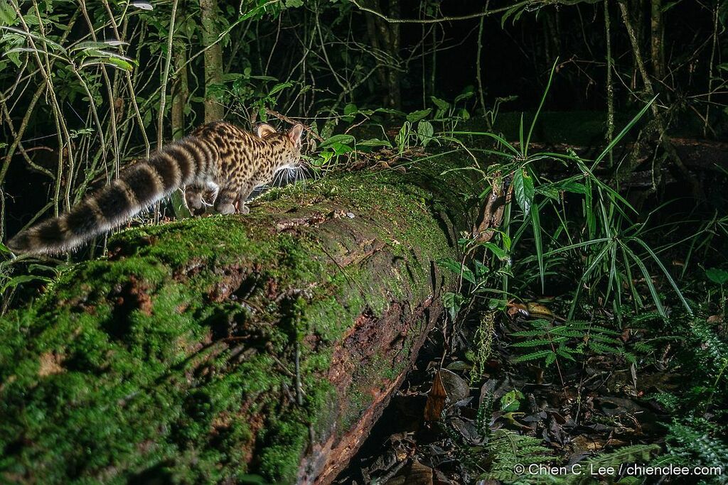 Lowe's Servaline Genet from Kilolo, Tanzania on January 10, 2023 at 11: ...