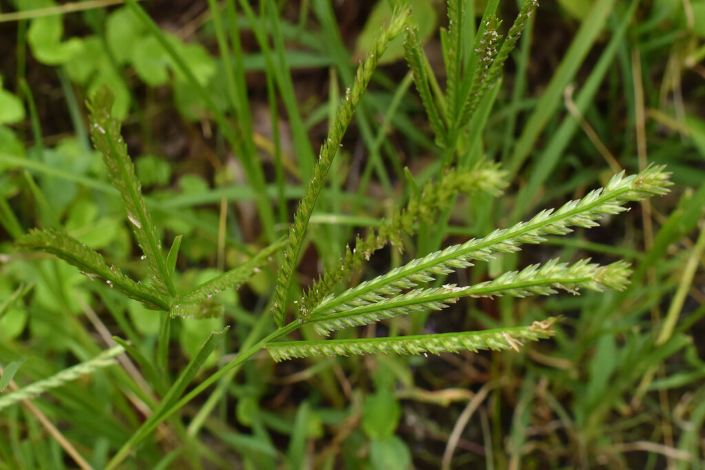 Goose Grass from Helensburgh NSW 2508, Australia on January 25, 2024 at ...