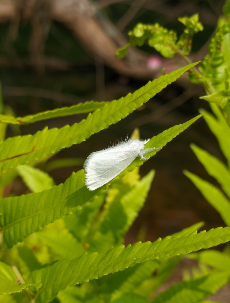 Swan Moth from Darbha, Chhattisgarh, India on February 11, 2024 at 12: ...