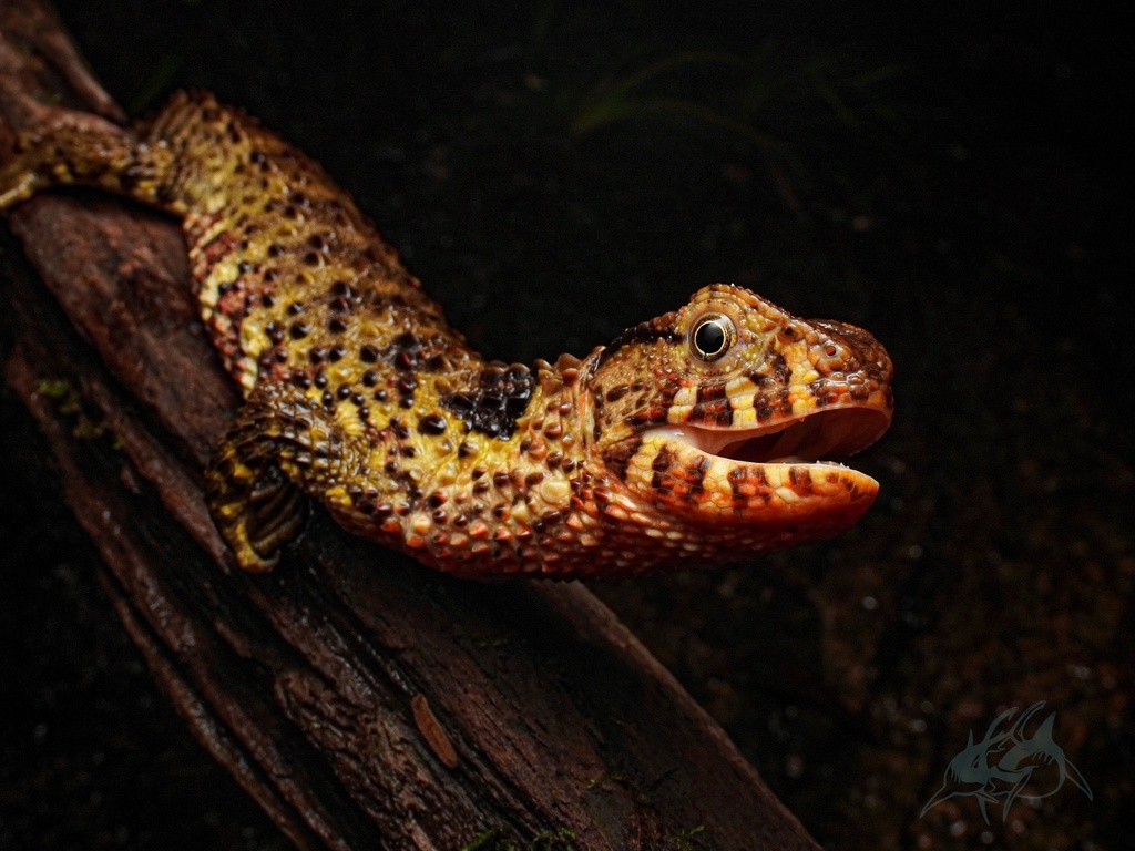 Chinese Crocodile Lizard in September 2023 by Mako Pisces · iNaturalist
