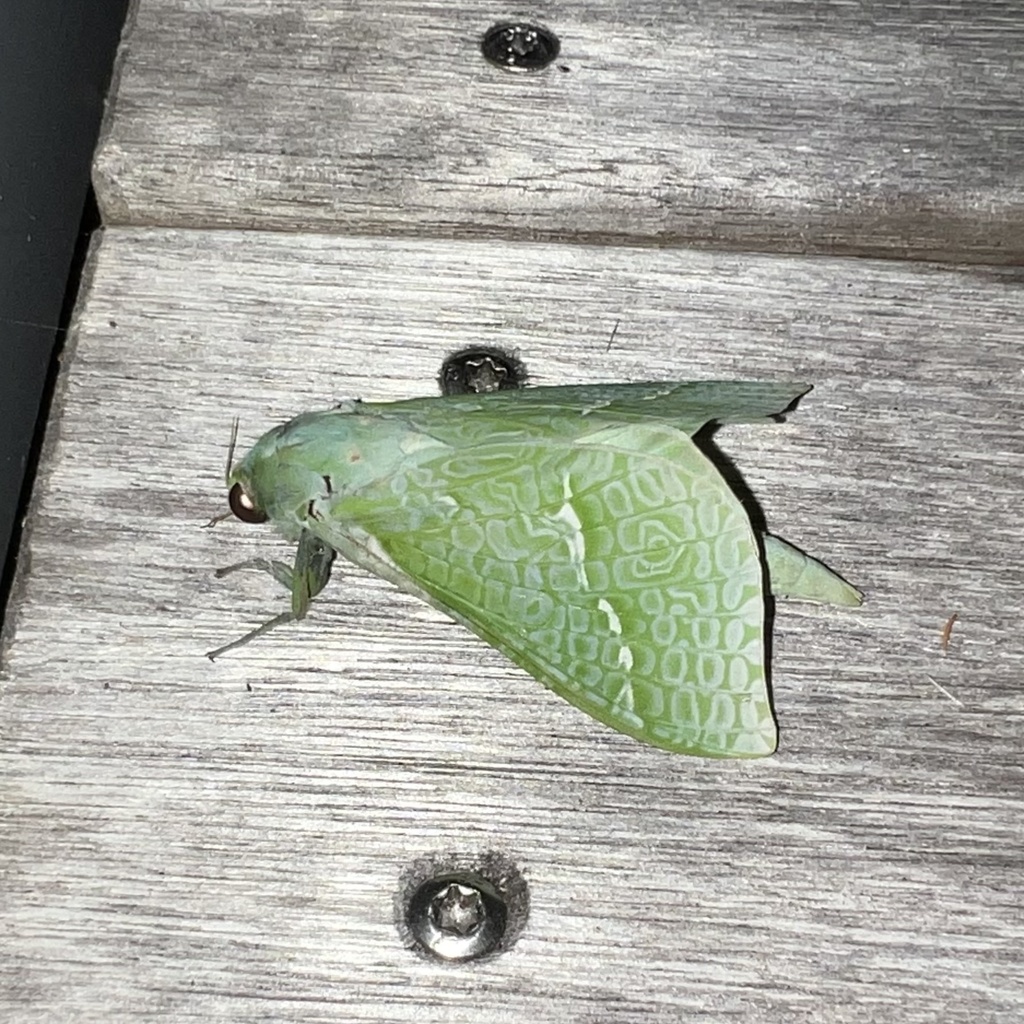 Puriri moth from North Island, Hikurangi, Northland, NZ on February 12 ...