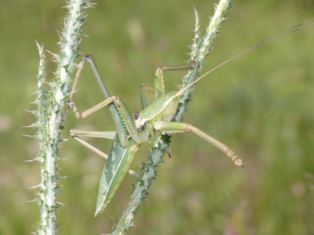 Greek Predatory Bush-cricket from Petrich, Bulgaria on May 11, 2013 at ...