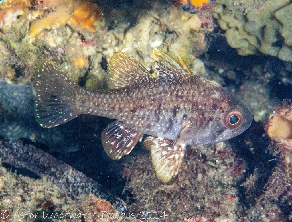 Southern Cardinalfish from 5-7 Edith St, Edithburgh SA 5583, Australia ...