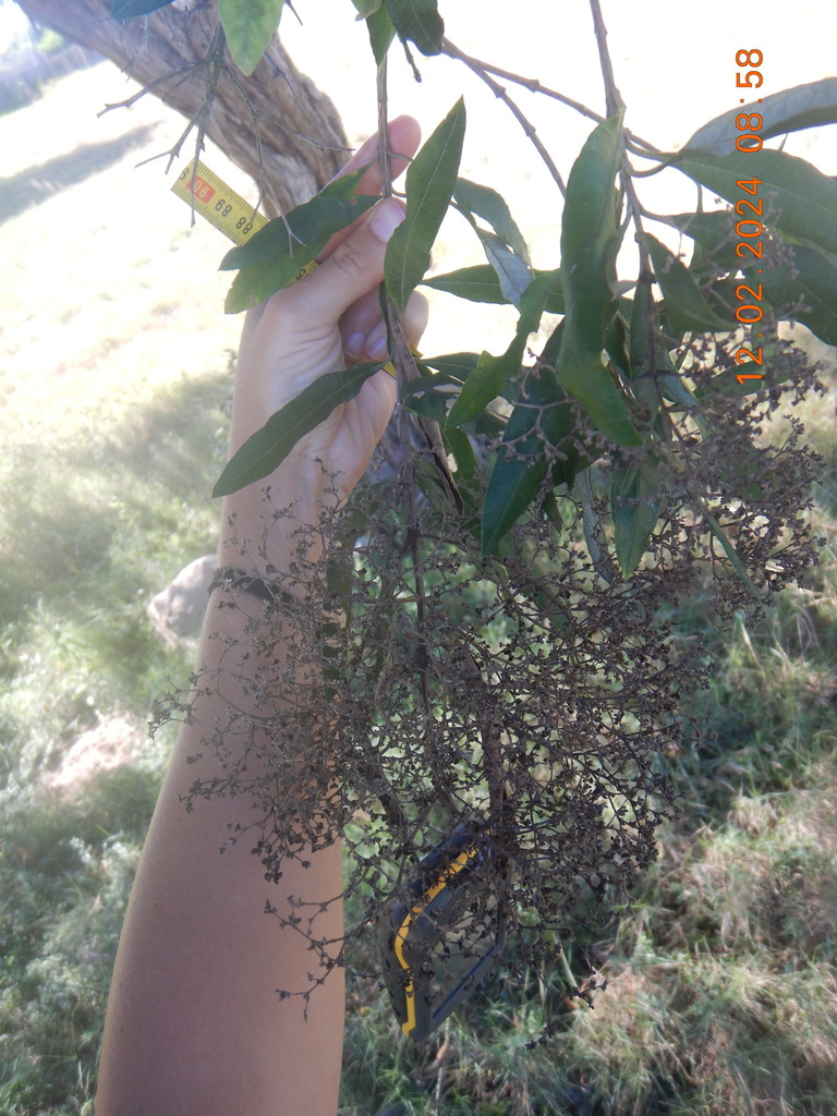 False Olive from Da Nova, Mossel Bay, 6506, South Africa on February 12 ...