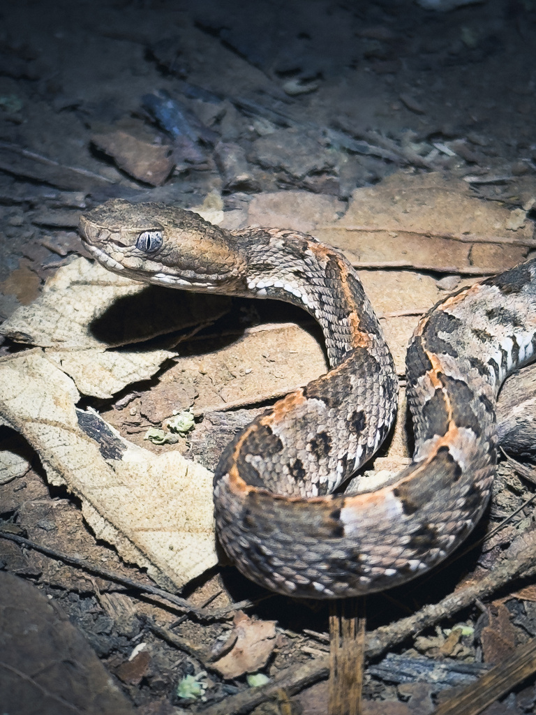 Slender Hognose Viper from Calle del Obraje, Santa Cruz, Province de ...