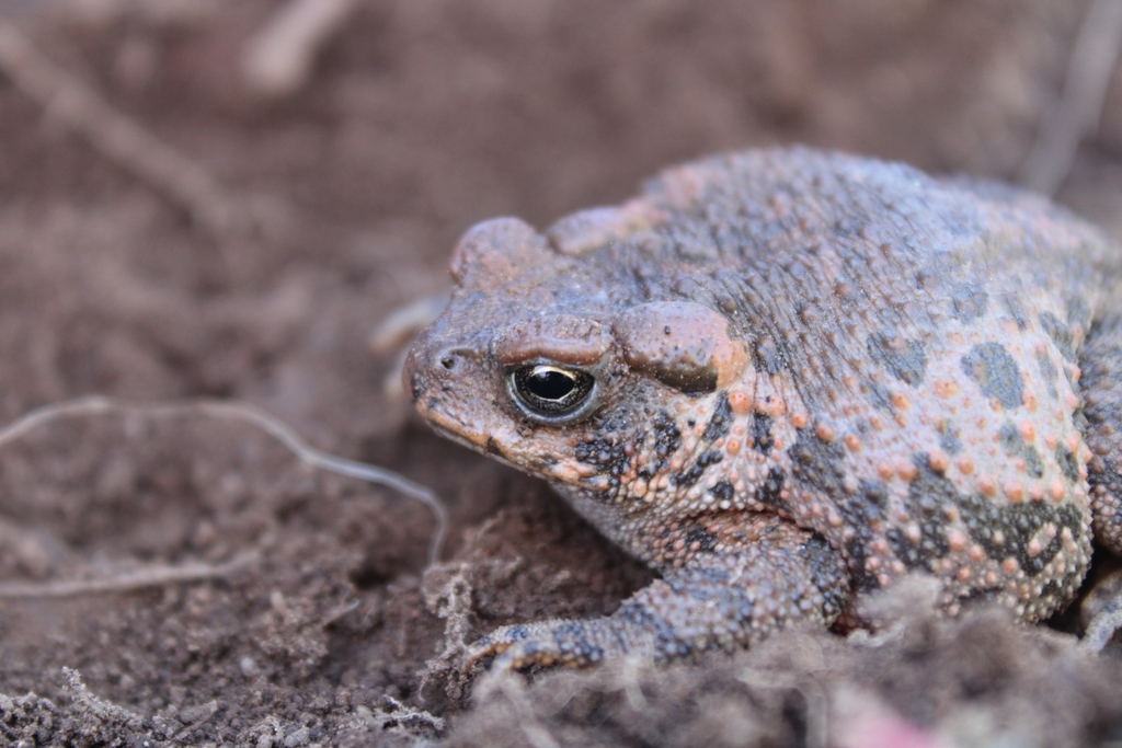 Pine Toad from Las Piedrotas, 49347 Jal., México on February 4, 2024 at ...