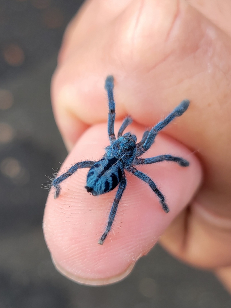 Puerto Rican Pinktoe Tarantula in February 2024 by P. Ponce de León ...