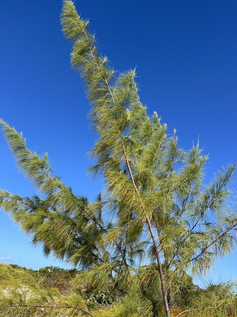 Beach Sheoak from Providenciales, Providenciales And West Caicos, TC on ...