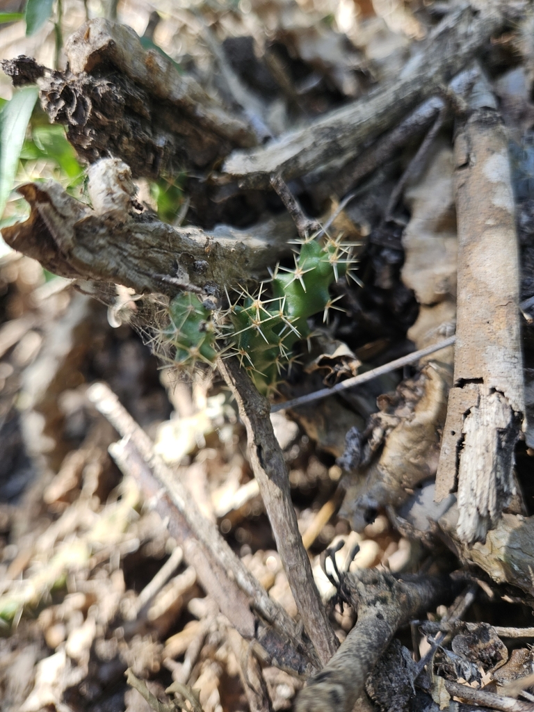 Echinocereus pentalophus procumbens from Harlingen, TX, USA on February ...