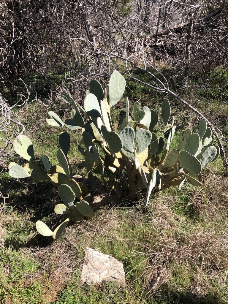 Texas blue pricklypear from Georgetown, TX, US on February 12, 2024 at ...