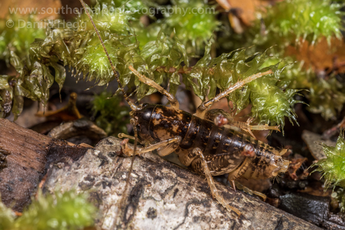 Anderus luna · iNaturalist