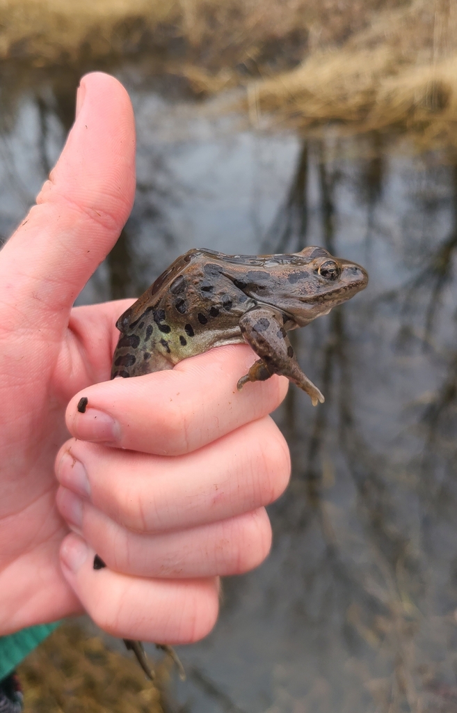 Northern Leopard Frog from Gormley, ON L0H, Canada on February 11, 2024 ...