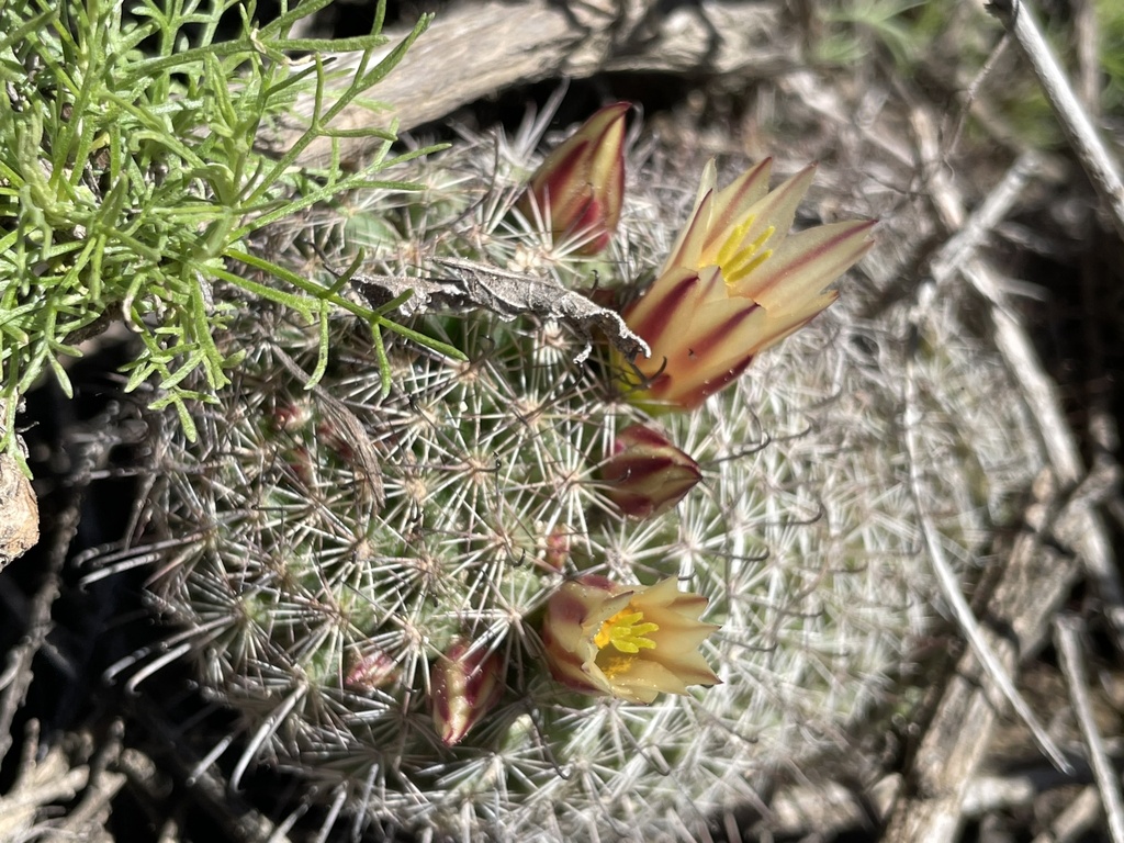 Peninsular fishhook cactus from Terra Nova, Chula Vista, CA, US on ...