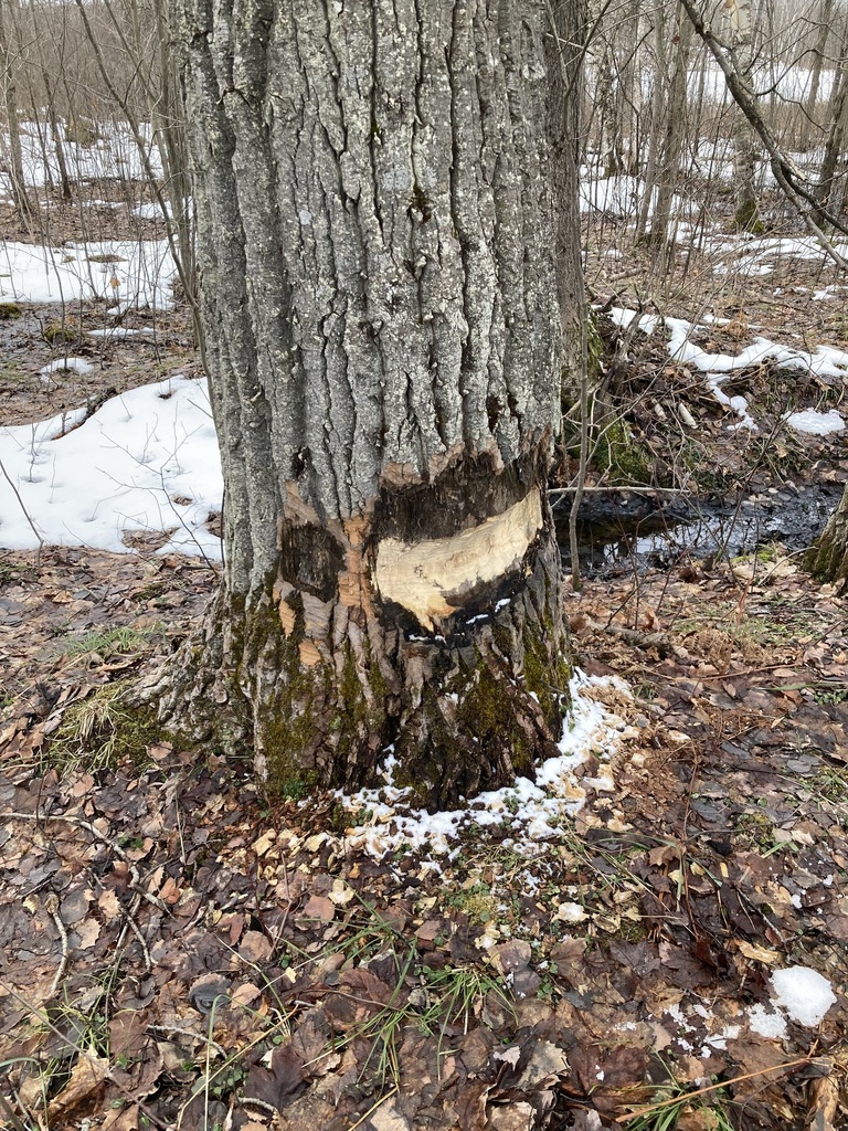 American Beaver in February 2024 by Stewart Blackwell. Bite marks on ...