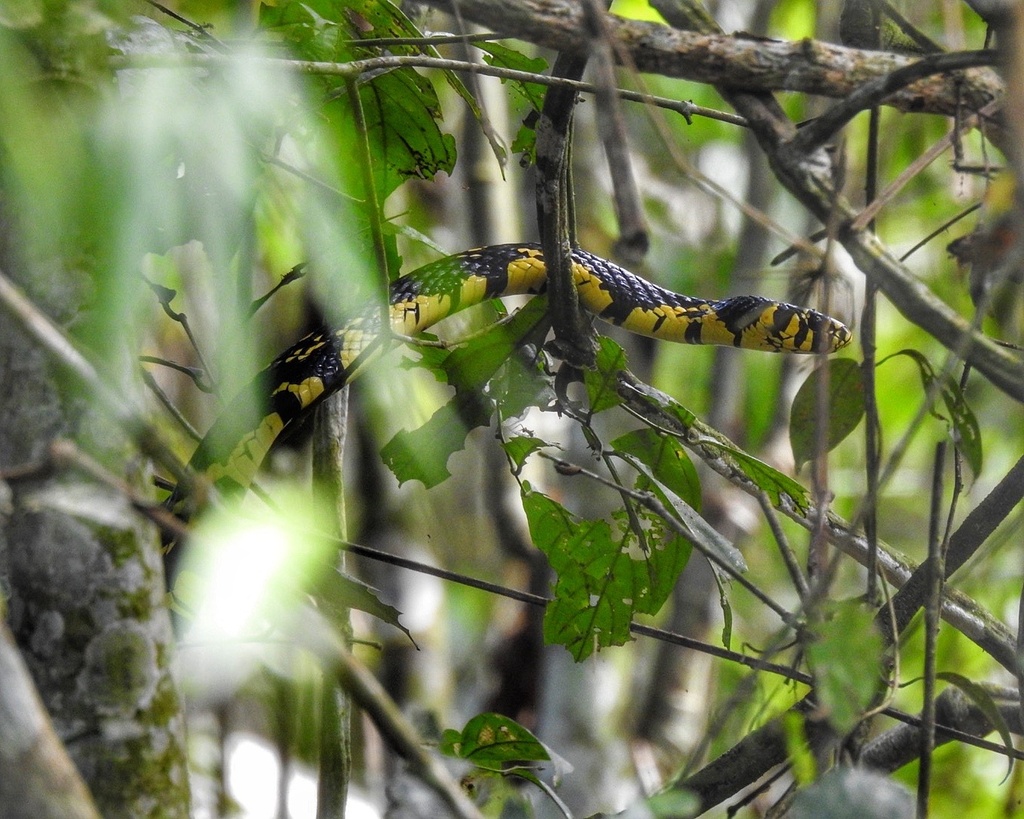 Chicken Snake from Leticia, Leticia, Amazonas, CO on February 10, 2024 ...