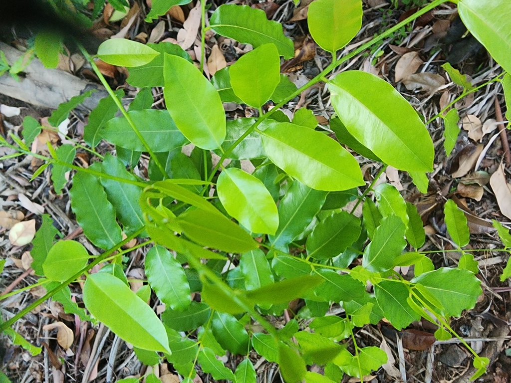 Blackbean from Denistone NSW 2114, Australia on February 13, 2024 at 07 ...