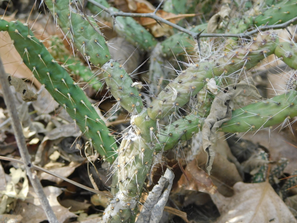 Velvet Bur Cactus from Urique, Chih., México on February 5, 2024 at 03: ...