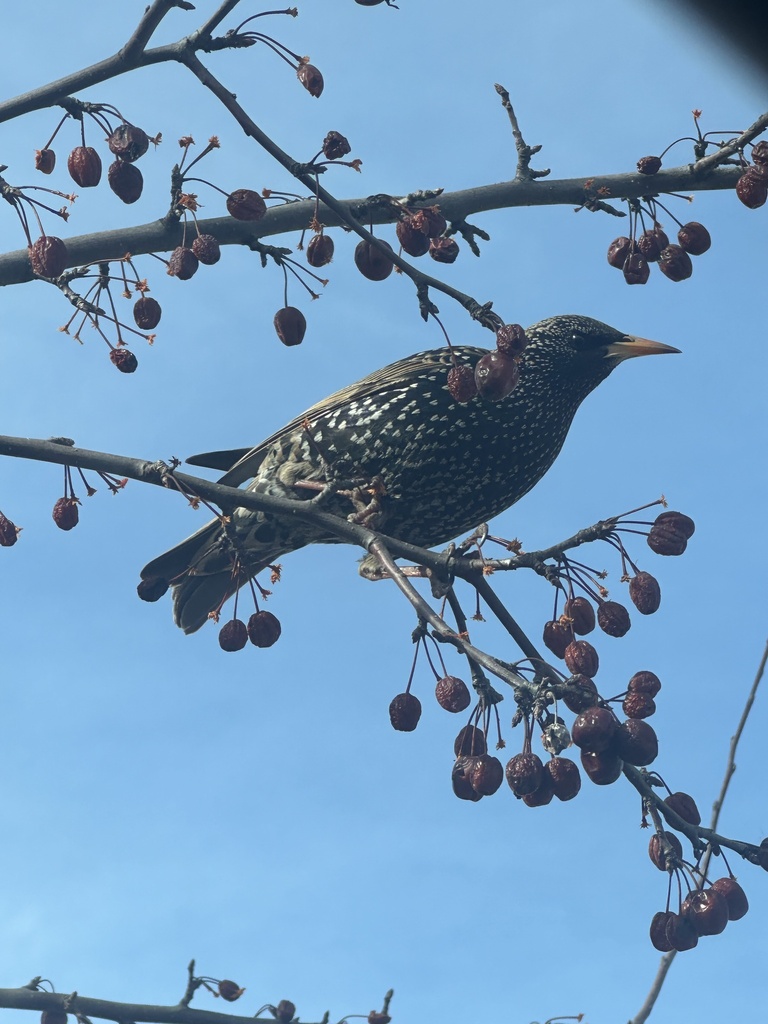 European Starling from University Blvd, Carnot, PA, US on February 12 ...