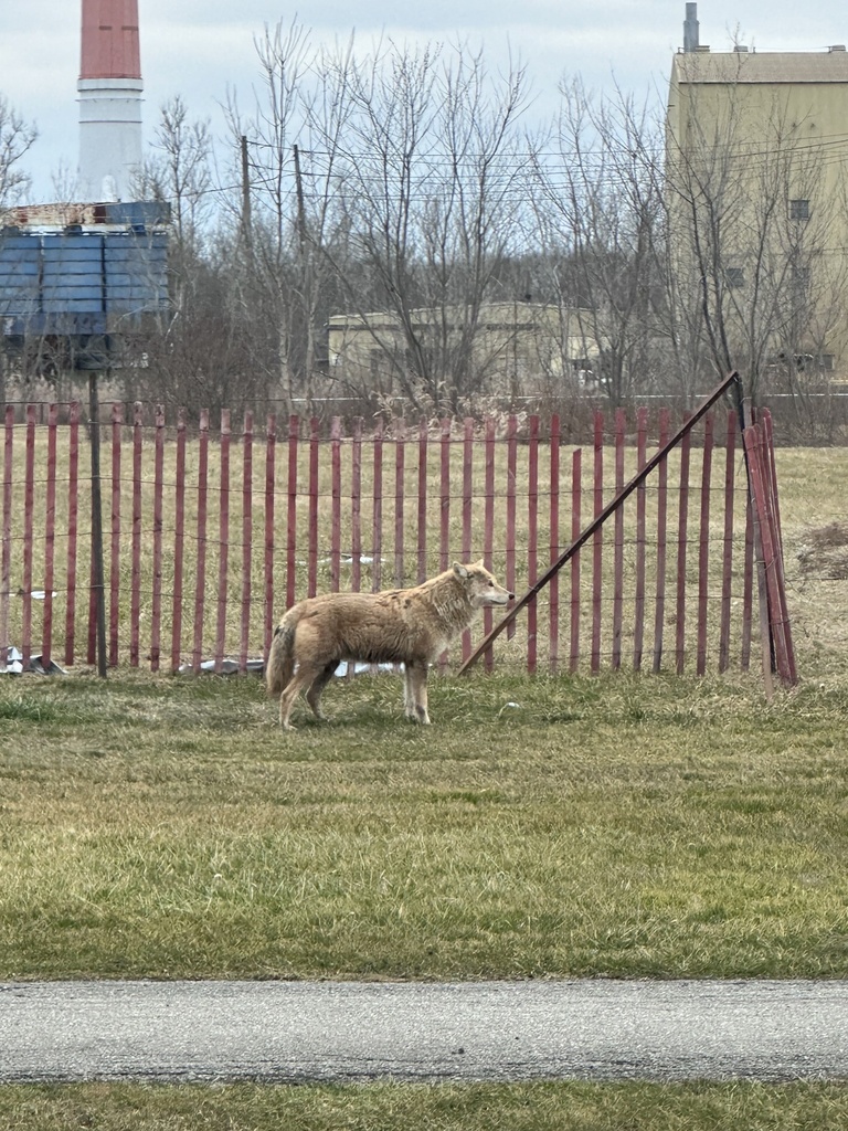 Coyote from Portage Rd, Niagara Falls, ON, CA on February 12, 2024 at ...