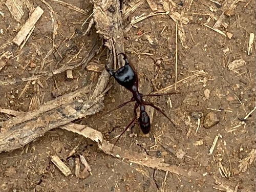 Subspecies Dorylus nigricans molestus · iNaturalist