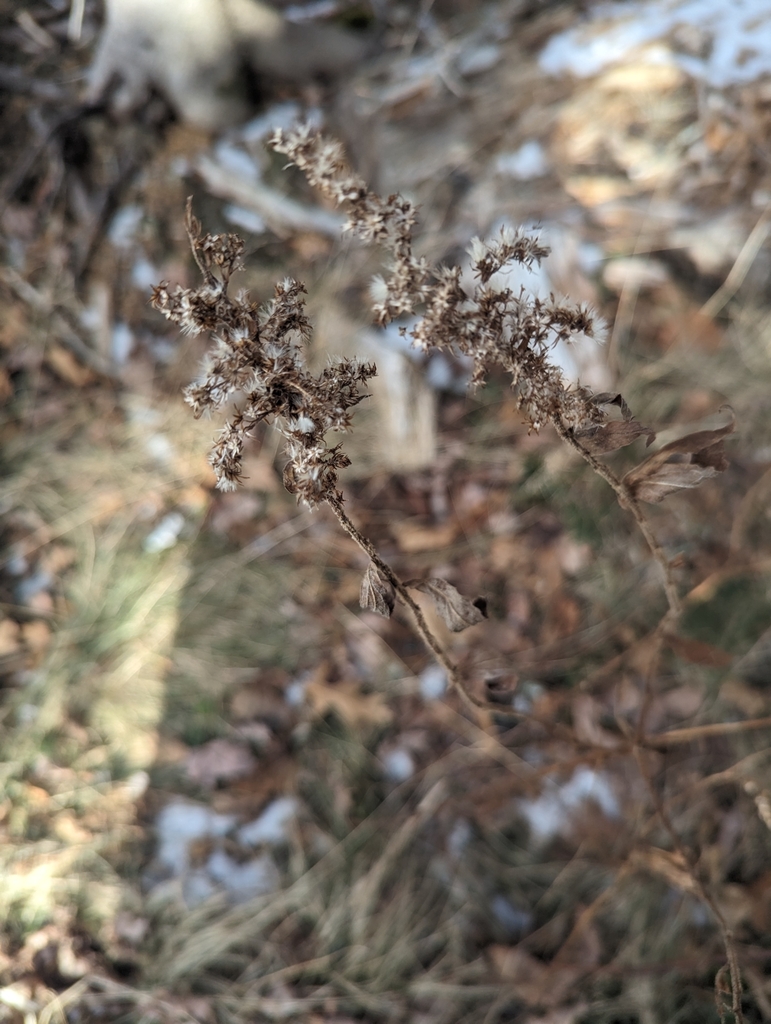 common wrinkle-leaved goldenrod from MacDonald Residence, Grand Lake ...