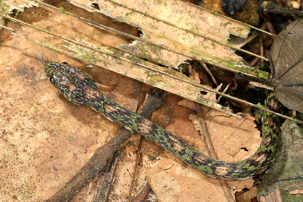 Stejneger's Snail Sucker from Costa Rica, OTS La Selva on February 11 ...