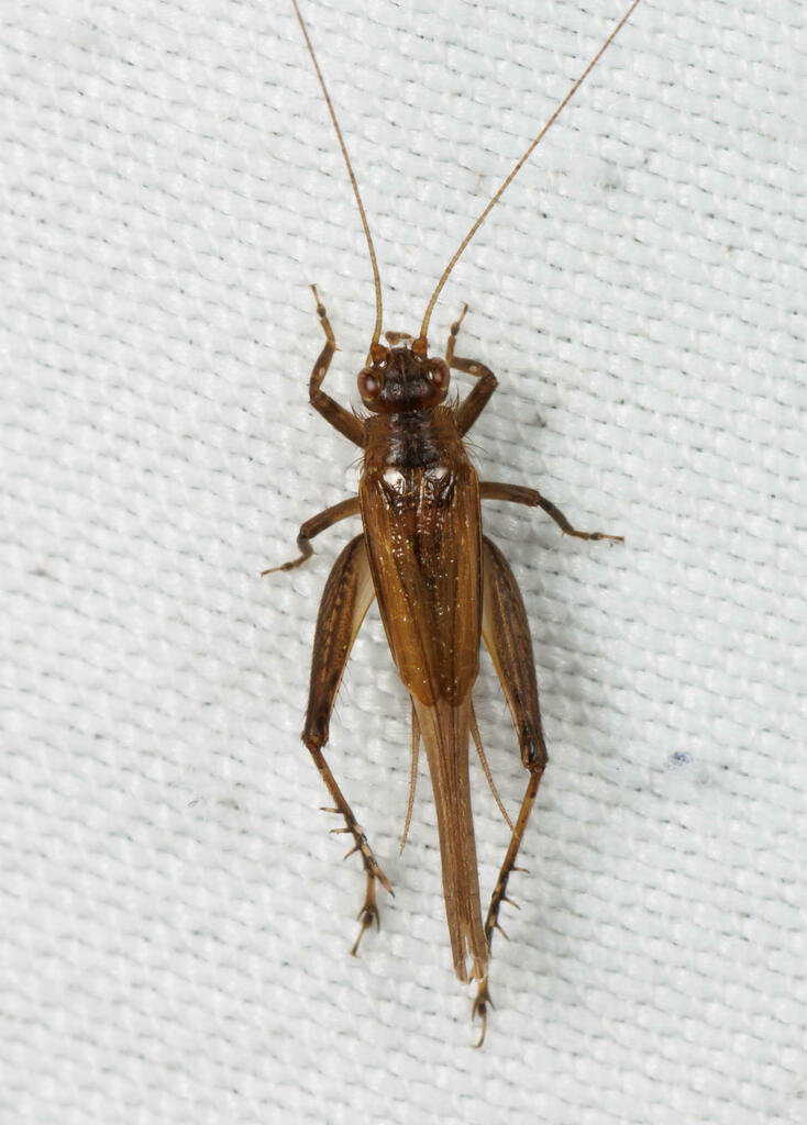 Brown Trigs in February 2024 by Chris Rorabaugh · iNaturalist