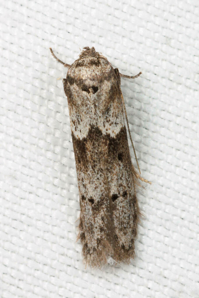 Acorn Moth in February 2024 by Chris Rorabaugh. Blastobasidae? BugGuide ...