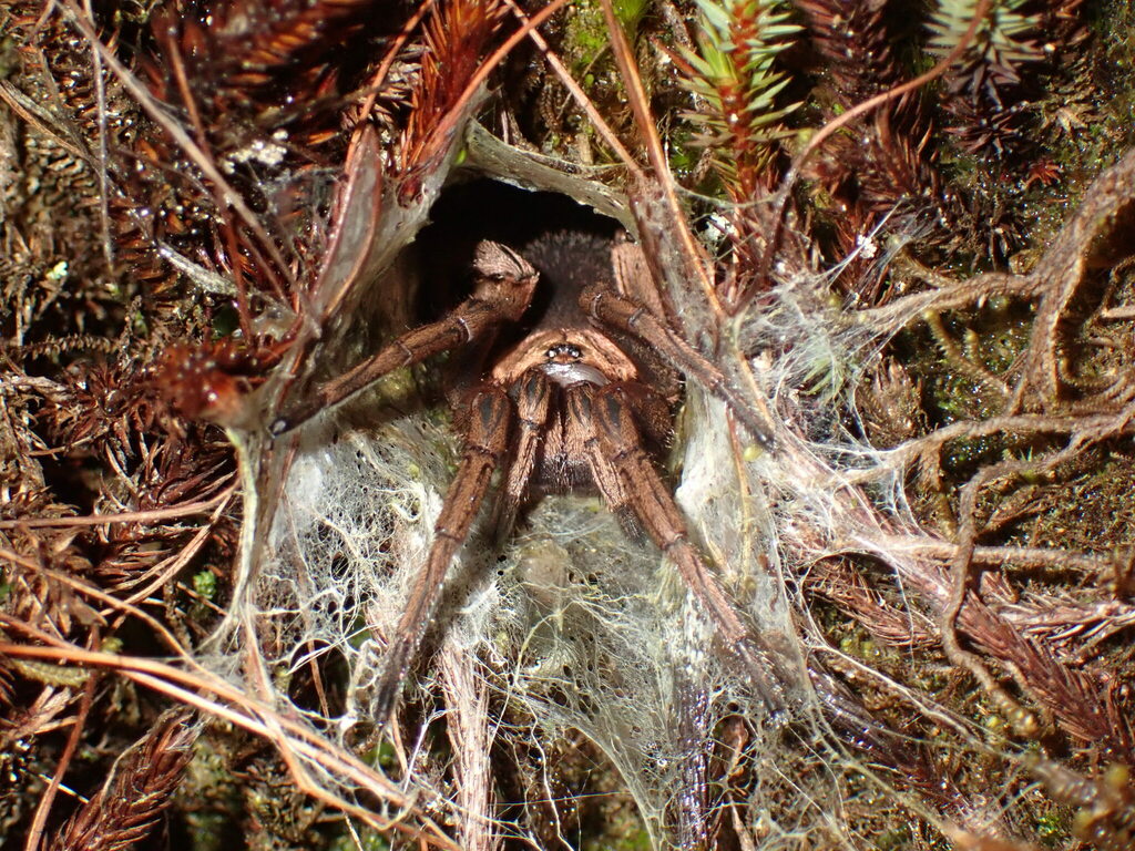 Linothele from Palanda Canton, Ecuador on February 7, 2024 at 10:30 PM ...