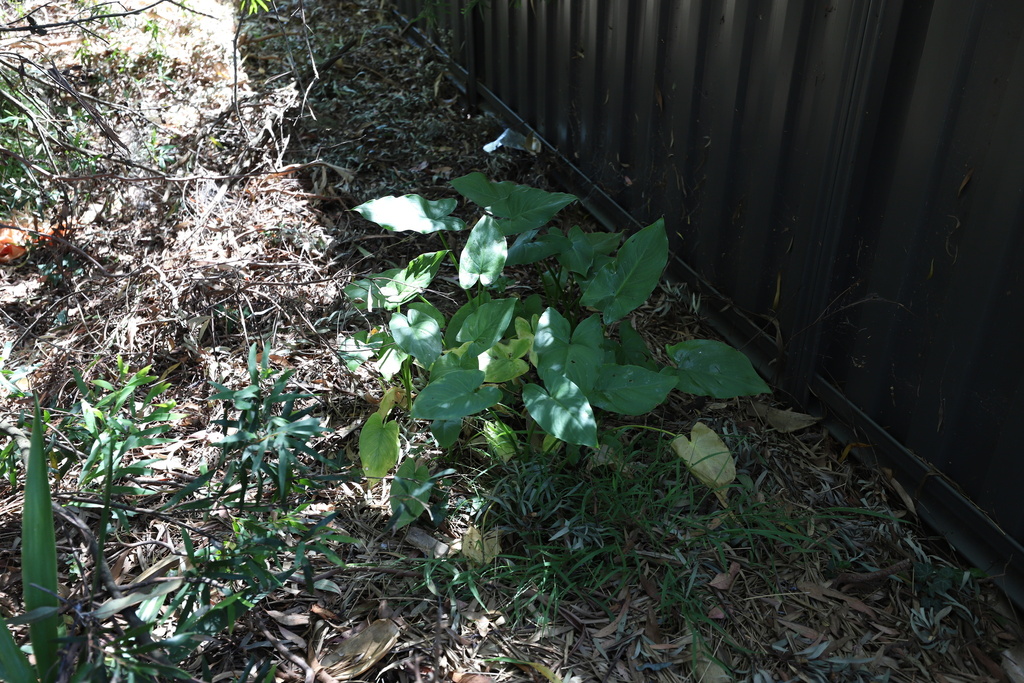 calla lily from Chamberlain Dr, Kilsyth South, VIC, AU on February 13 ...