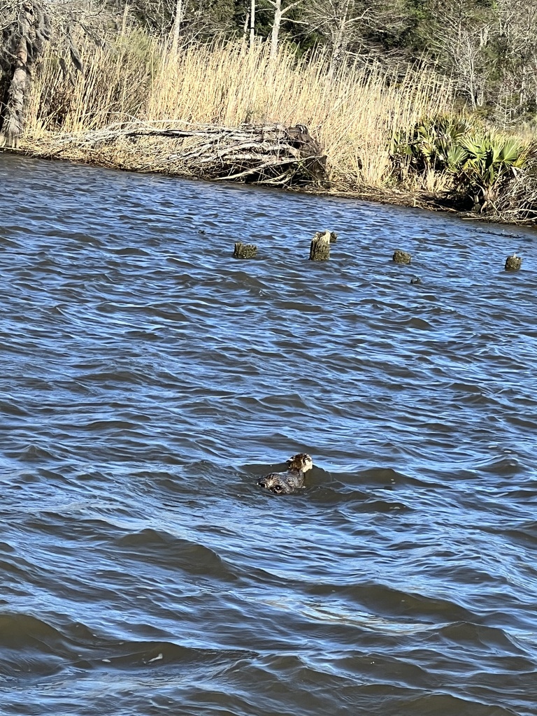 Bobcat in February 2024 by Dylan Beck. First time seeing a bobcat swim ...