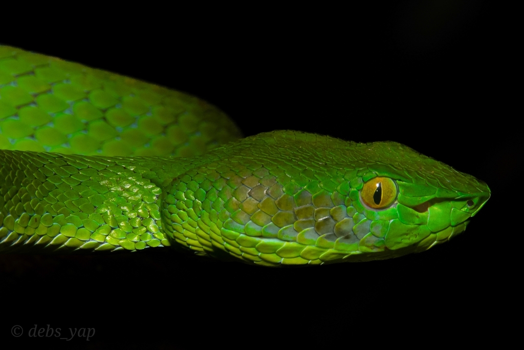 Siamese Peninsula Pitviper from Bukit Fraser, 49000 Bukit Fraser ...