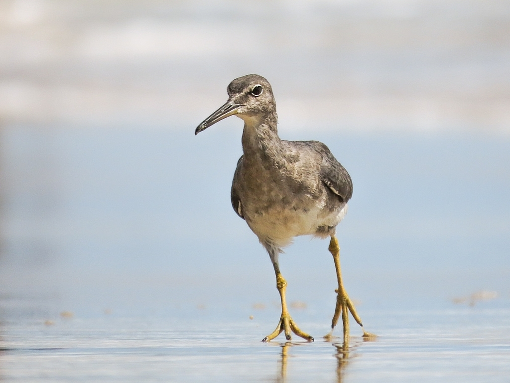 Wandering Tattler from Fingal Head NSW 2487, Australia on February 13 ...